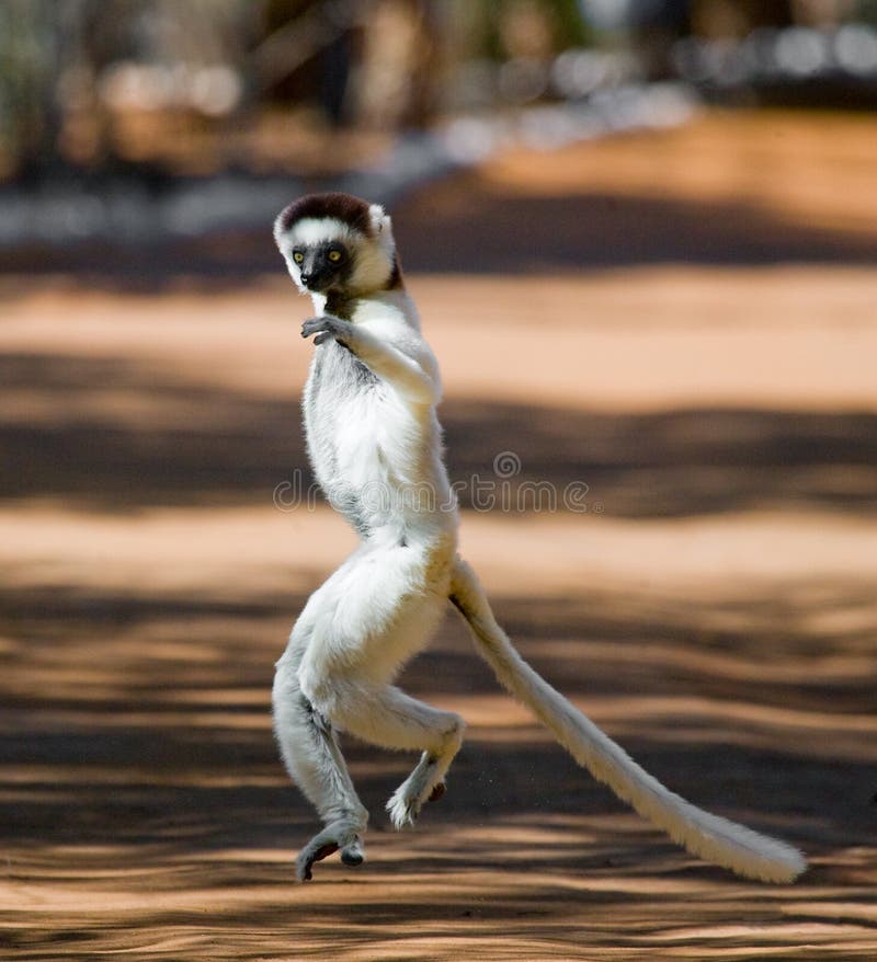 Dancing Sifaka is Jumping. Madagascar Stock Image - Image of park ...