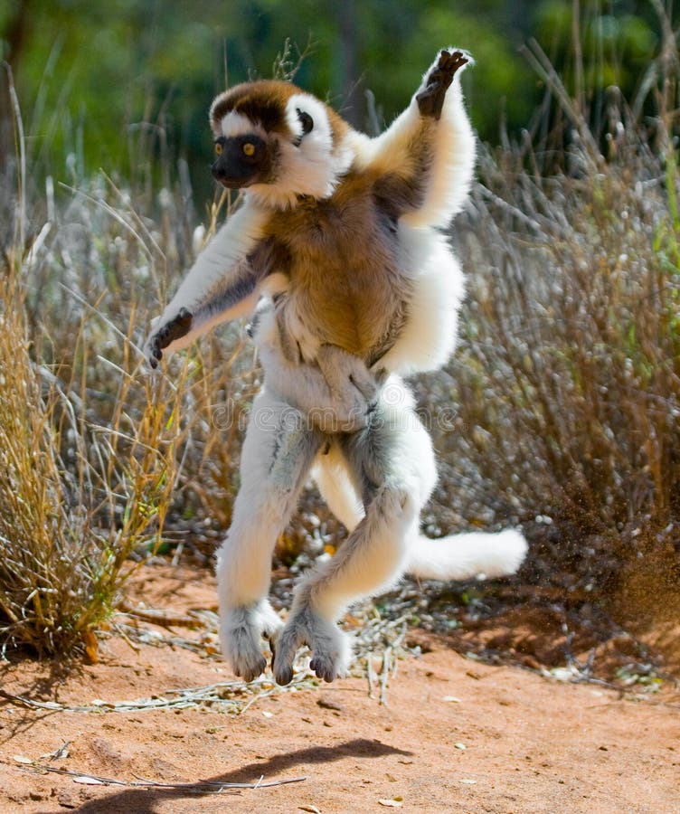 Dancing Sifaka Jumping Madagascar Stock Photos - Free & Royalty-Free ...