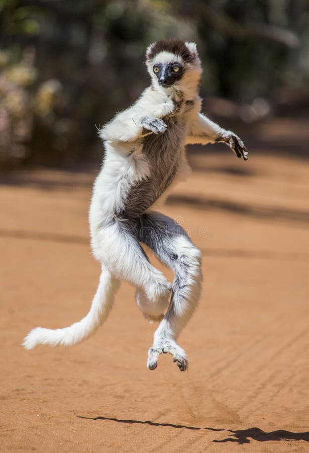 Dancing Sifaka is Jumping. Madagascar Stock Image - Image of wildlife ...