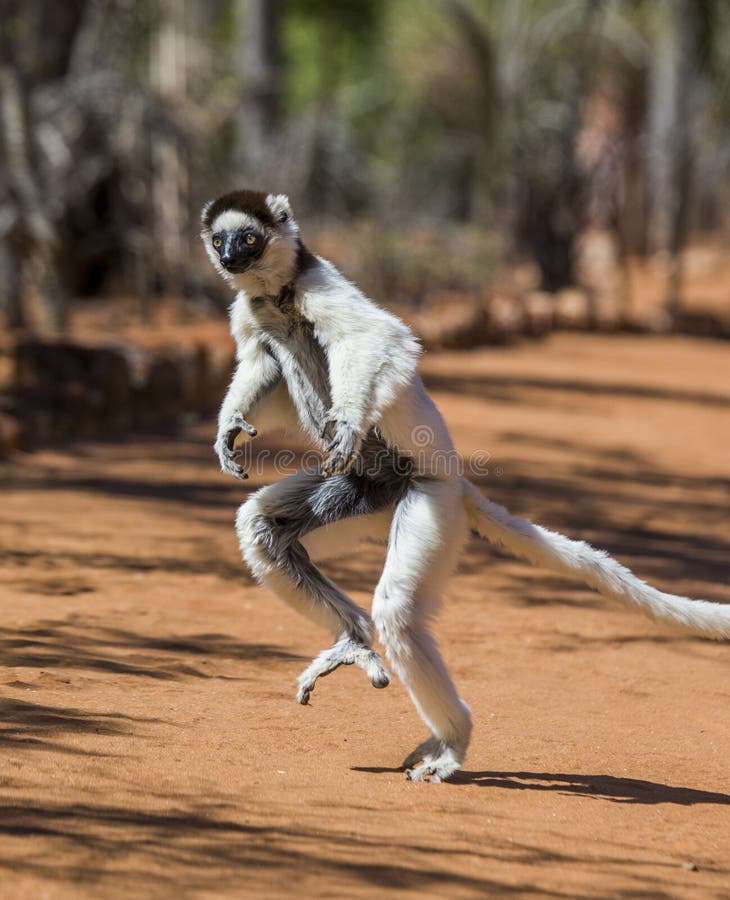 Dancing Sifaka is Jumping. Madagascar Stock Photo - Image of wildlife ...