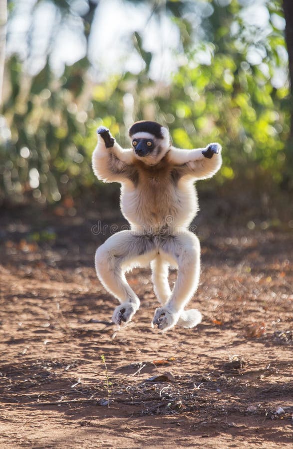 Dancing Sifaka is Jumping. Madagascar Stock Photo - Image of protection ...