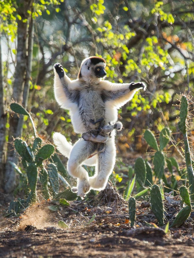 Dancing Sifaka is Jumping. Madagascar Stock Image - Image of dancing ...