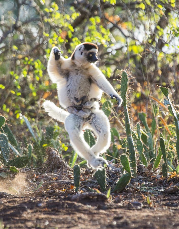 Dancing Sifaka is Jumping. Madagascar Stock Image - Image of forest ...