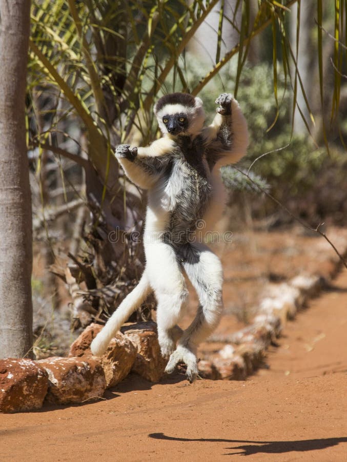 Dancing Sifaka Jumping Madagascar Stock Photos - Free & Royalty-Free ...