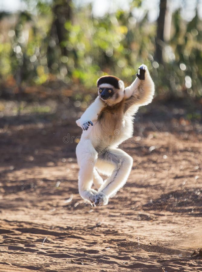 Dancing Sifaka is Jumping. Madagascar Stock Image - Image of behavior ...