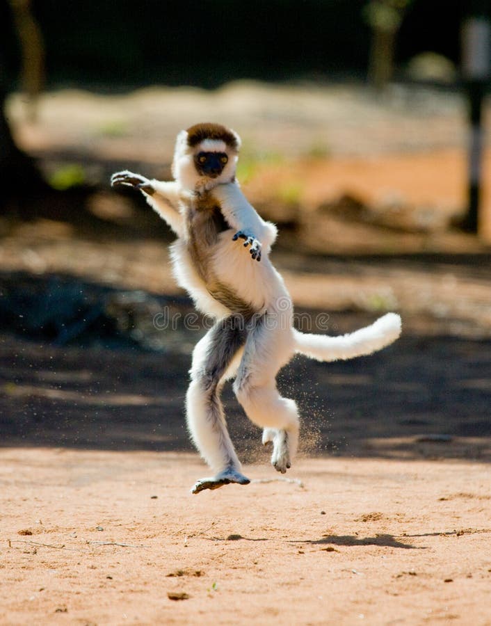 Dancing Sifaka Jumping Madagascar Stock Photos - Free & Royalty-Free ...