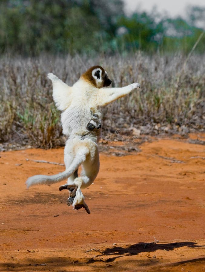 Dancing Sifaka Jumping Madagascar Stock Photos - Free & Royalty-Free ...