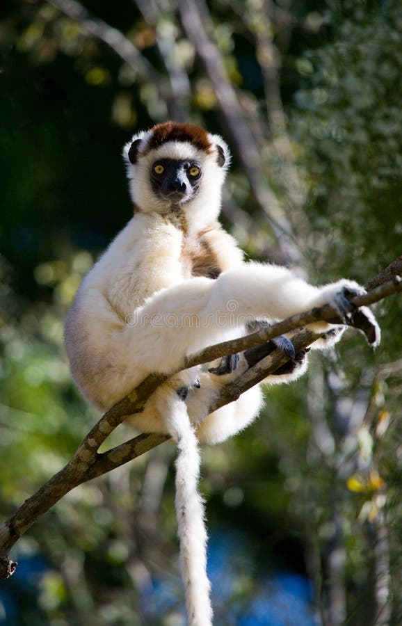 Dancing Sifaka Sitting on a Tree. Madagascar Stock Photo - Image of ...