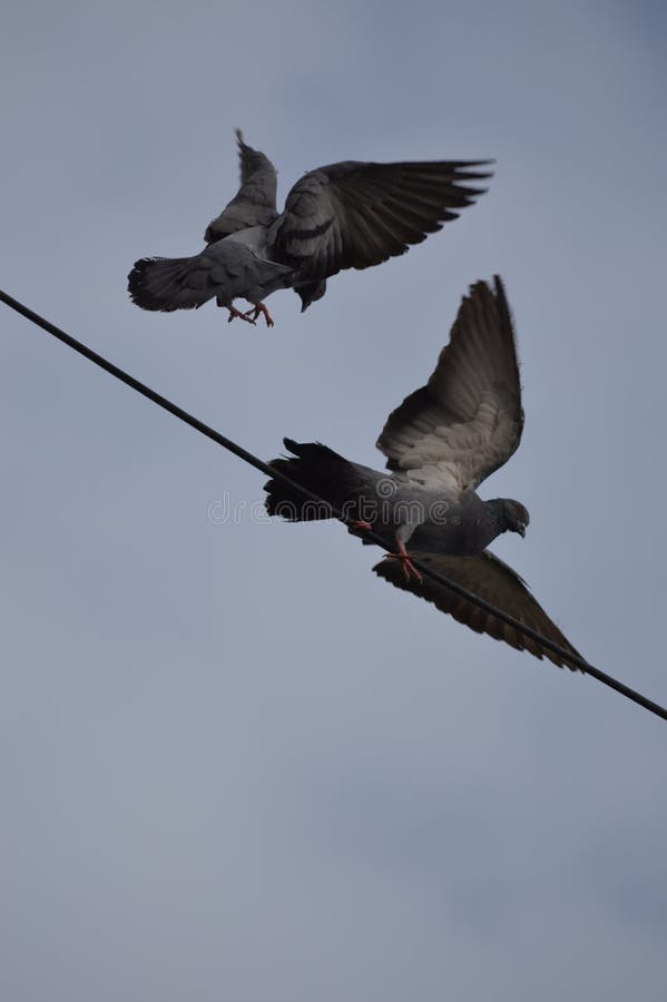Dancing in the sky stock image. Image of beautiful, birds - 84400171