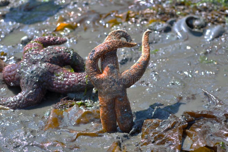 Dancing Starfish stock photo. Image of ocean, beach, marine - 24289164
