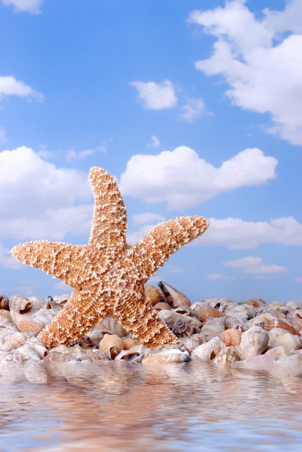 Dancing Starfish at the Beach Stock Image - Image of white, fish: 2412649
