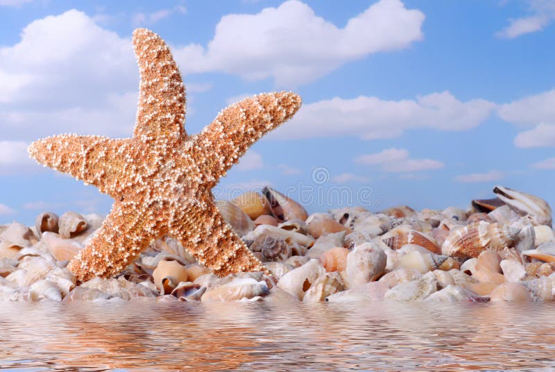 Starfish on the beach stock image. Image of outdoor, nature - 14646979
