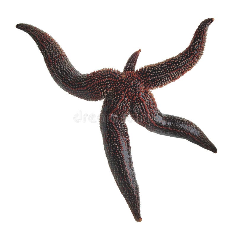 Starfish Dancing Isolated on White Background Stock Photo - Image of ...