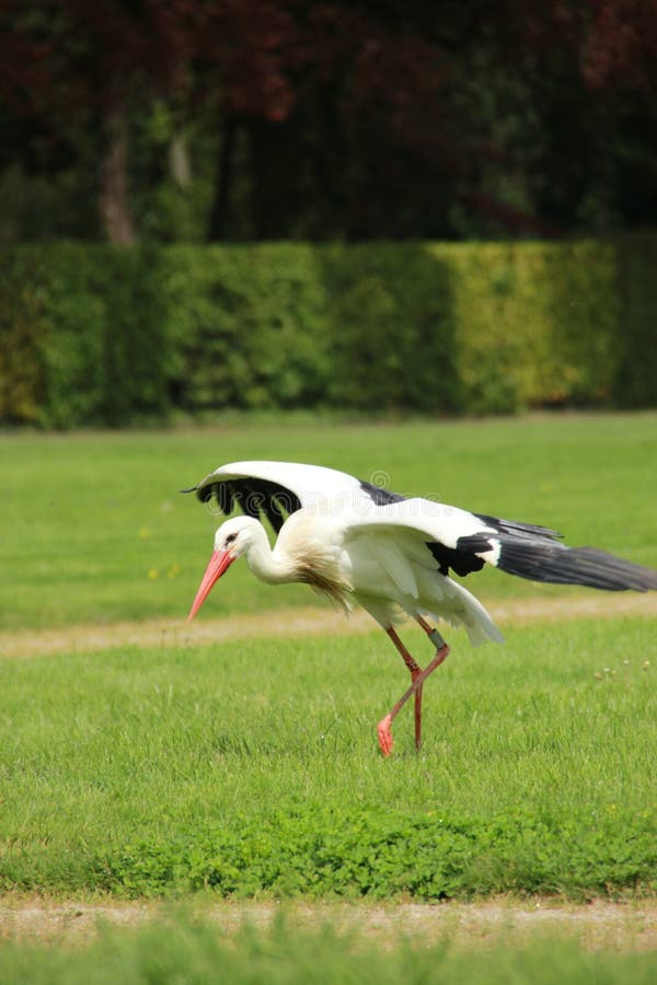 Secretary Bird stock image. Image of secretary, tail - 11970223