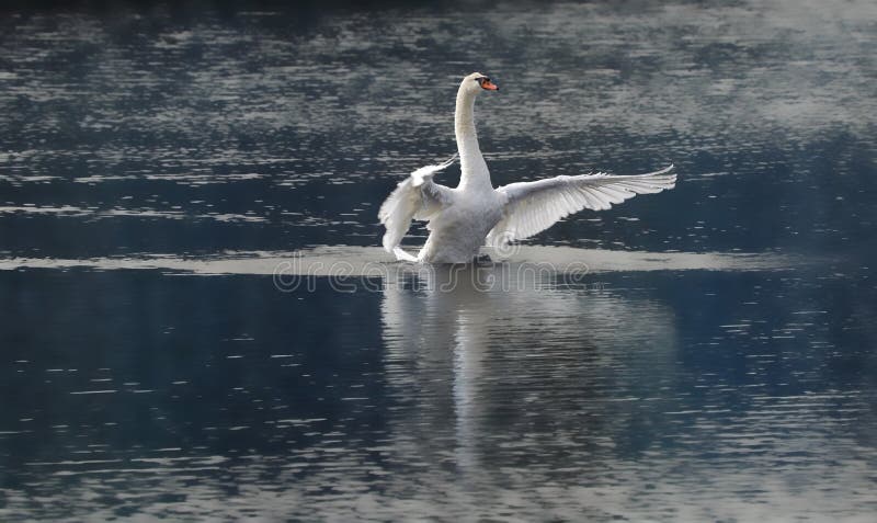Dancing Swan stock image. Image of nature, flapping, bird - 14947455