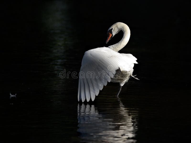 Dancing swan stock image. Image of standing, white, swan - 20026483