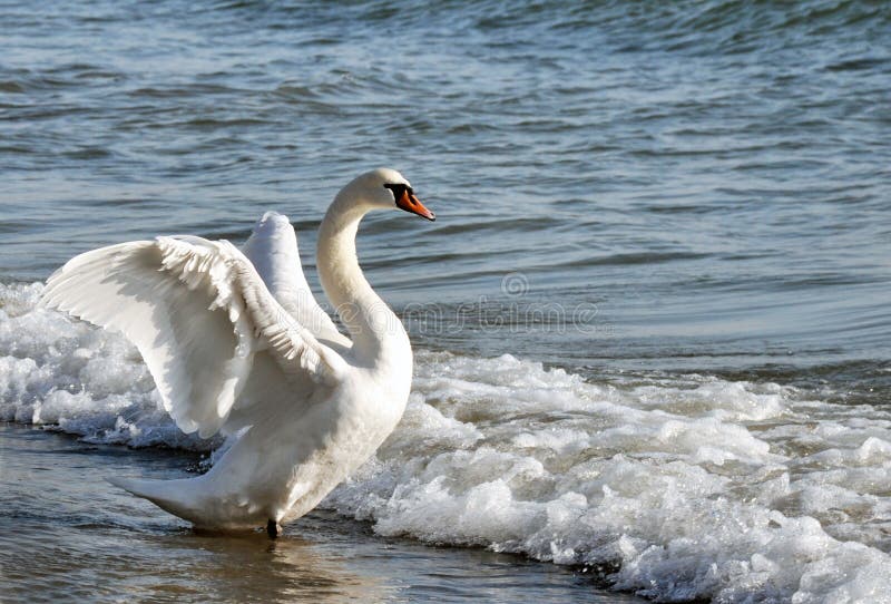 Dancing Swan stock image. Image of swim, water, summer - 28954497