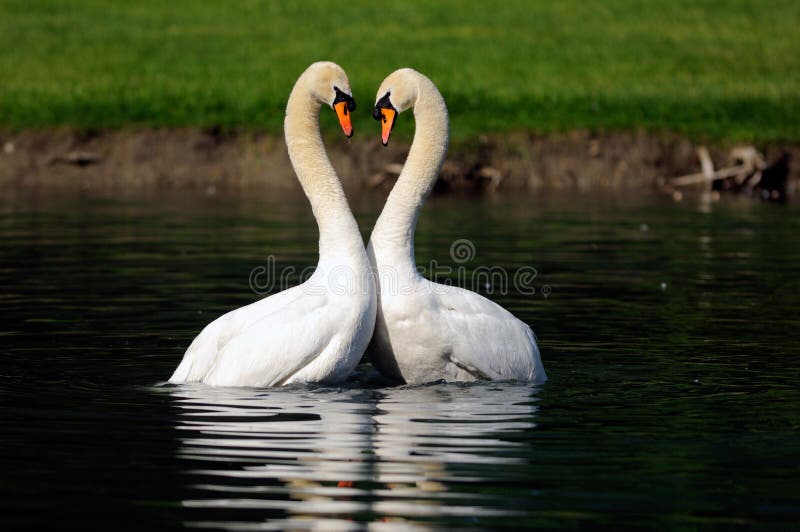 Dancing swans stock photo. Image of reflection, bird - 12067908