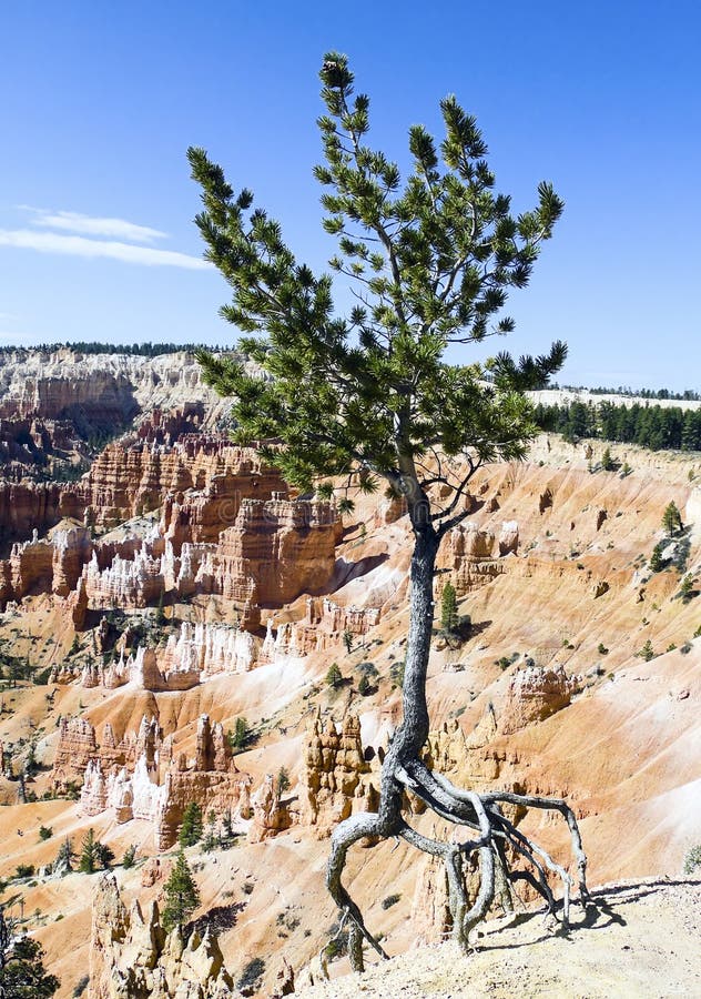 Dancing Tree, Bryce National Park, Utah Stock Photo - Image of danger ...