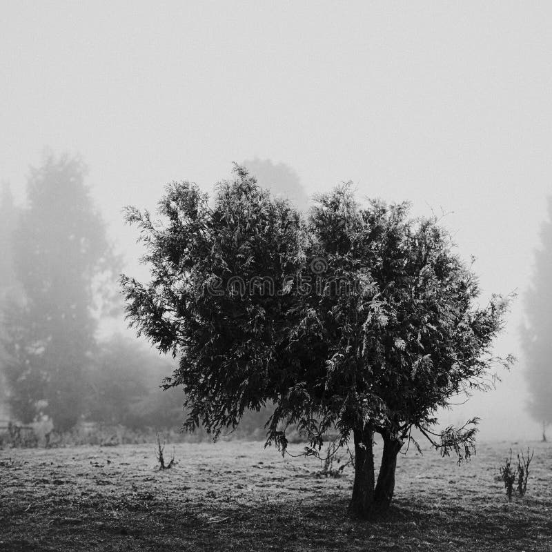 Dancing Tree, II stock photo. Image of plant, winter - 302348094