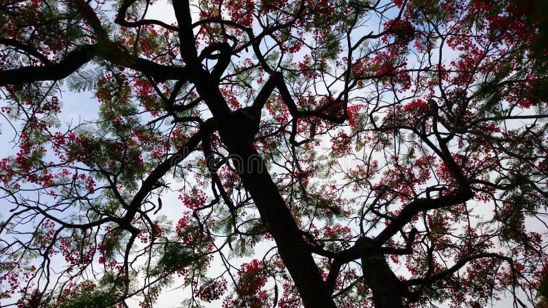 Dancing tree stock image. Image of looks, dancing, tree - 54062019