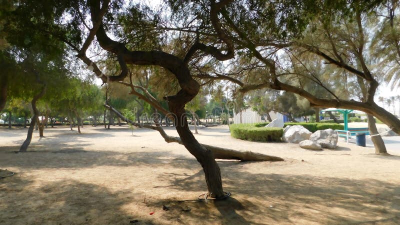 Dancing Tree on the Sandy Beach of Lake Hovsgol, Mongolia Stock Photo ...