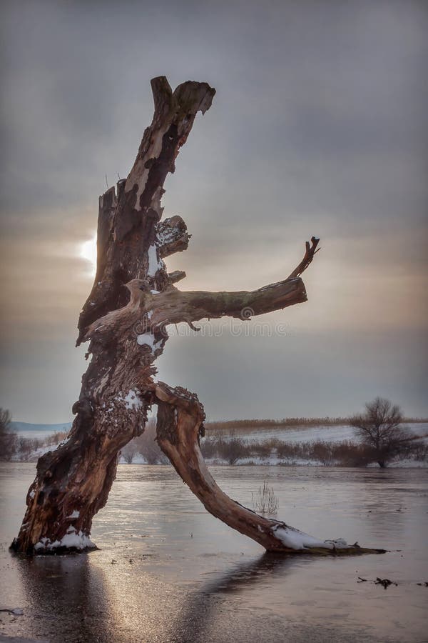 The dancing tree stock photo. Image of snow, cold, lake - 67422174