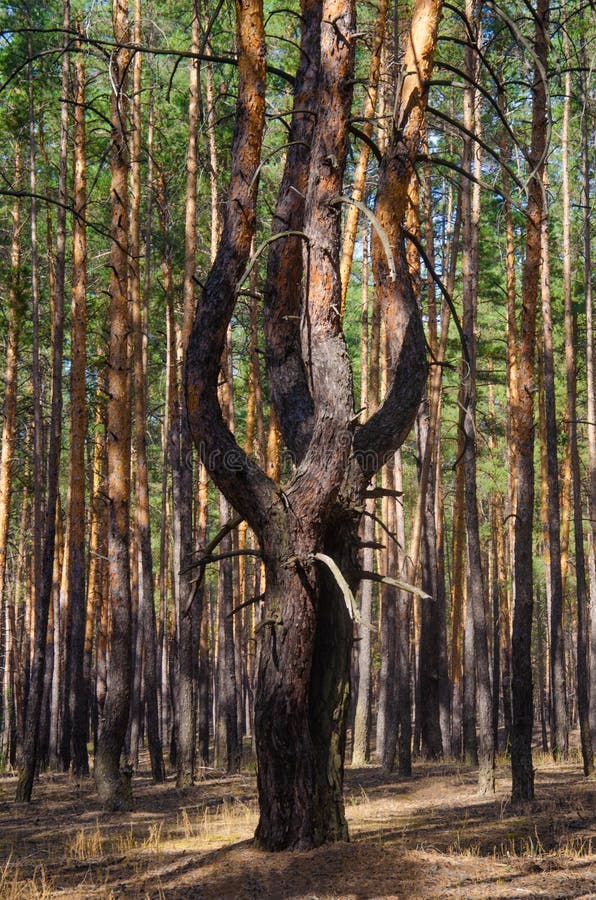 Dancing Tree. Twin Trees.Two Identical Trees in a Pine Forest. Tree ...