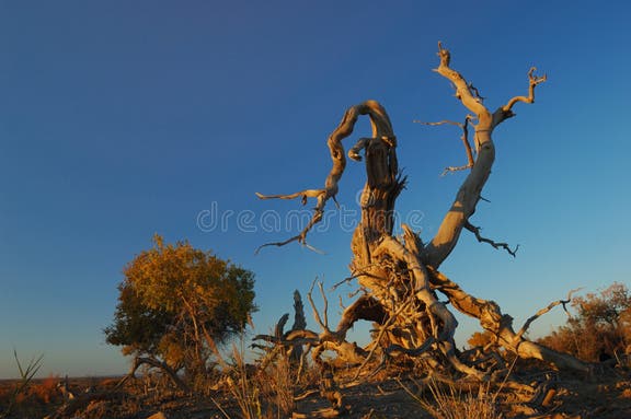 Dancing Trees stock photo. Image of beauty, forest, brown - 3654922