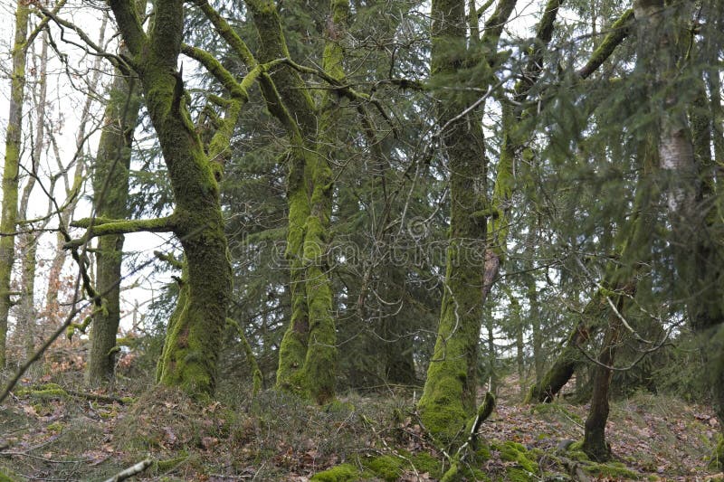 Dancing Trees in the Forest Covered with Moss Stock Photo - Image of ...