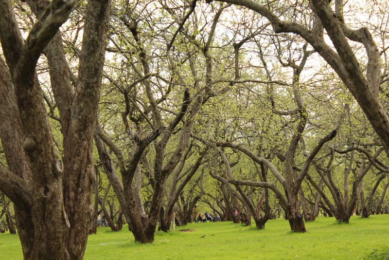 Dancing trees stock photo. Image of vegetation, park - 93367090