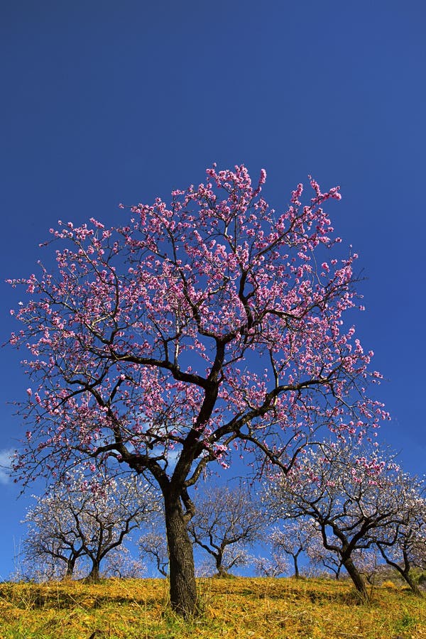 Dancing Trees stock photo. Image of beauty, andalucia - 55331466