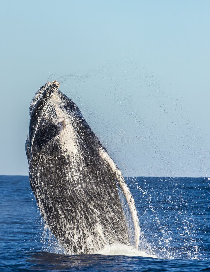Dancing on water stock photo. Image of splash, jumping - 40304338