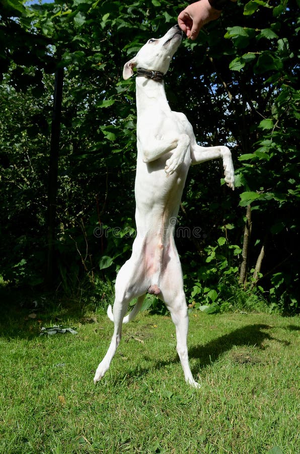 Dancing Whippet 3 stock photo. Image of white, powerfull - 94893886