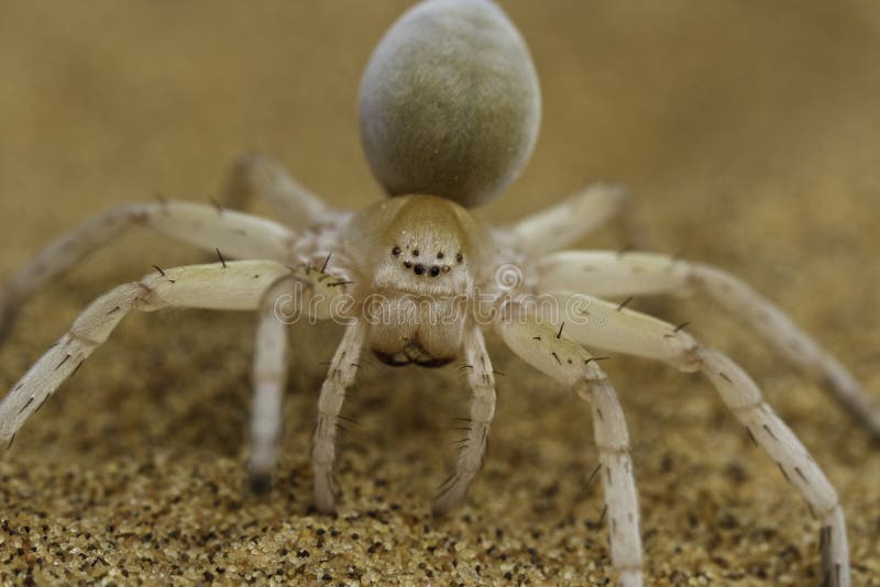Dancing White Lady Spider - Namibia Africa Stock Photo - Image of ...