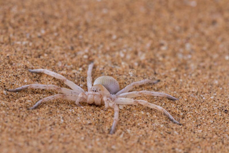 Dancing White Lady Spider at the Namib Desert Stock Image - Image of ...
