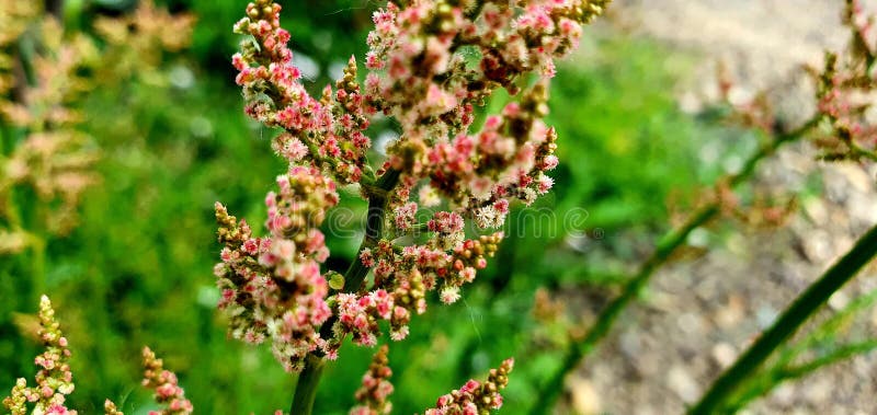 Dancing in the wind stock photo. Image of cheerful, hair - 26454030