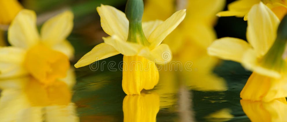 Dancing Yellow Daffodils with Reflection Stock Photo - Image of bloom ...