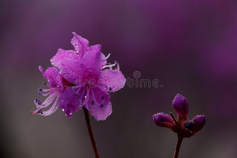 Dada fragrant flower stock photo. Image of carved, cabbage - 115881260