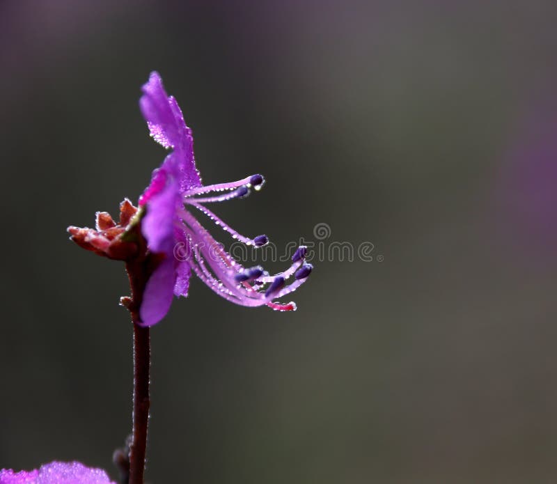 Dada fragrant flower stock photo. Image of cloud, duckweed - 115908200