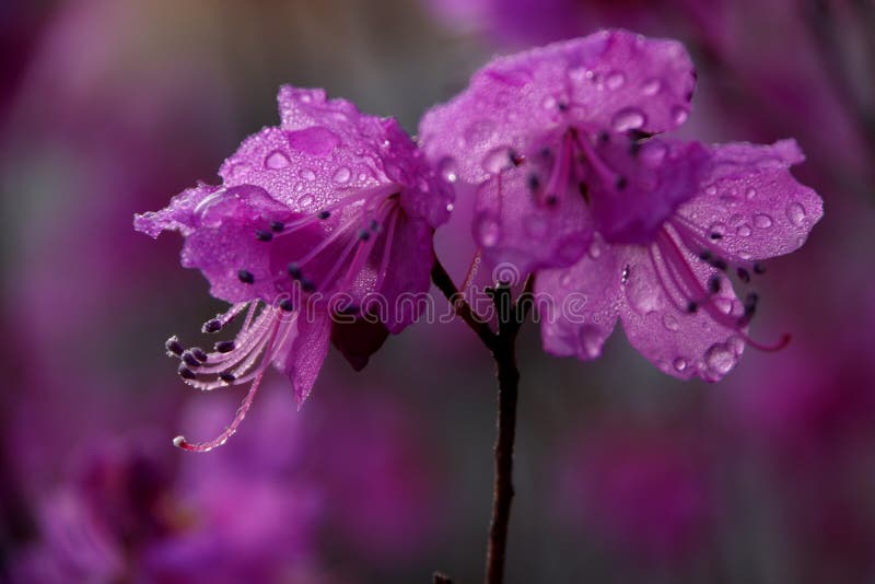 Dada fragrant flower stock photo. Image of estate, float - 115909492