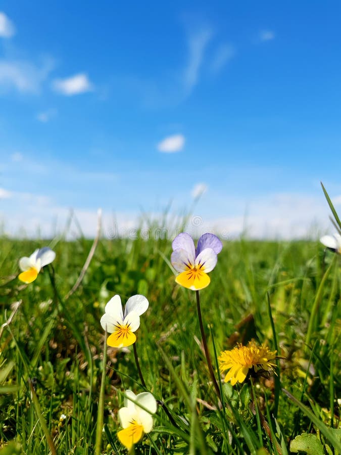Wild Flowers on Spring Meadow Stock Image - Image of green, cloud ...
