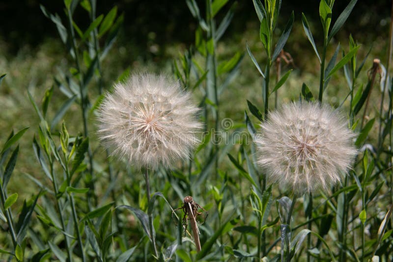 Dandelia imagen de archivo. Imagen de verde, vuelo, crecimiento - 250974705