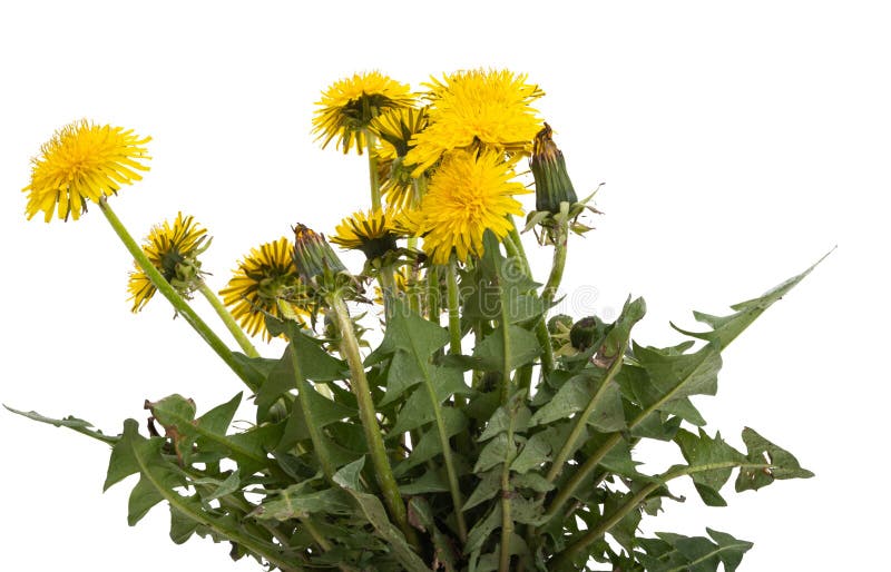 Dandelia Con Hojas Aisladas Foto de archivo - Imagen de dandelia ...