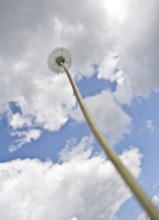 Dandelion stock photo. Image of fluffy, offspring, blossom - 14387280