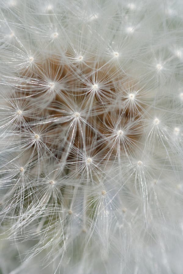 Dandelion stock image. Image of outdoor, flora, summer - 17187227