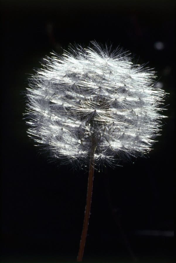 Dandelion stock photo. Image of back, flora, micro, dandelion - 18777816