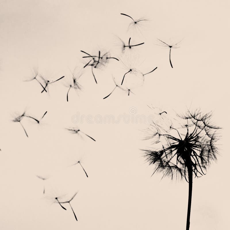 Dandelion stock photo. Image of gone, fresh, peace, delicate - 23258704