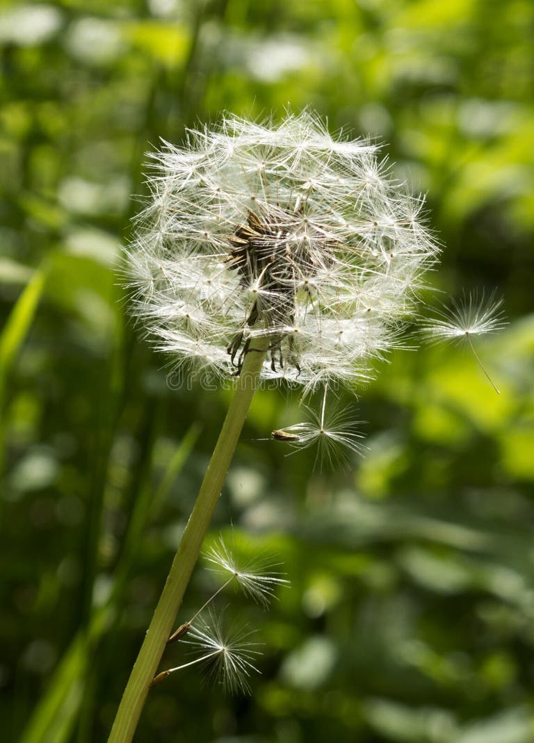 29,262 Dandelion Stem Stock Photos - Free & Royalty-Free Stock Photos ...