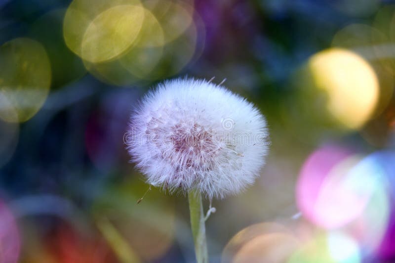 Dandelion stock photo. Image of themes, white, vertical - 27901934